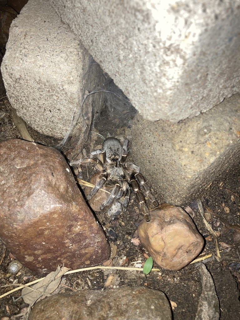 Rear Horned Baboon Spider from R527, Hoedspruit, Limpopo, ZA on ...