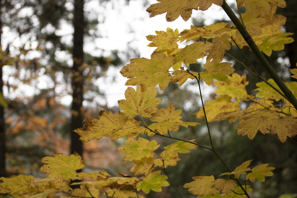 Vine Maple from Clark County, WA, USA on November 10, 2024 at 05:38 PM ...