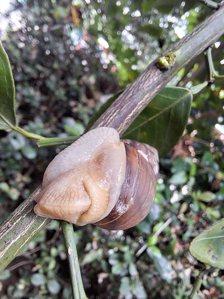 Common Land Snails and Slugs from 8HR2+CP3, Pedregal, Provincia de ...