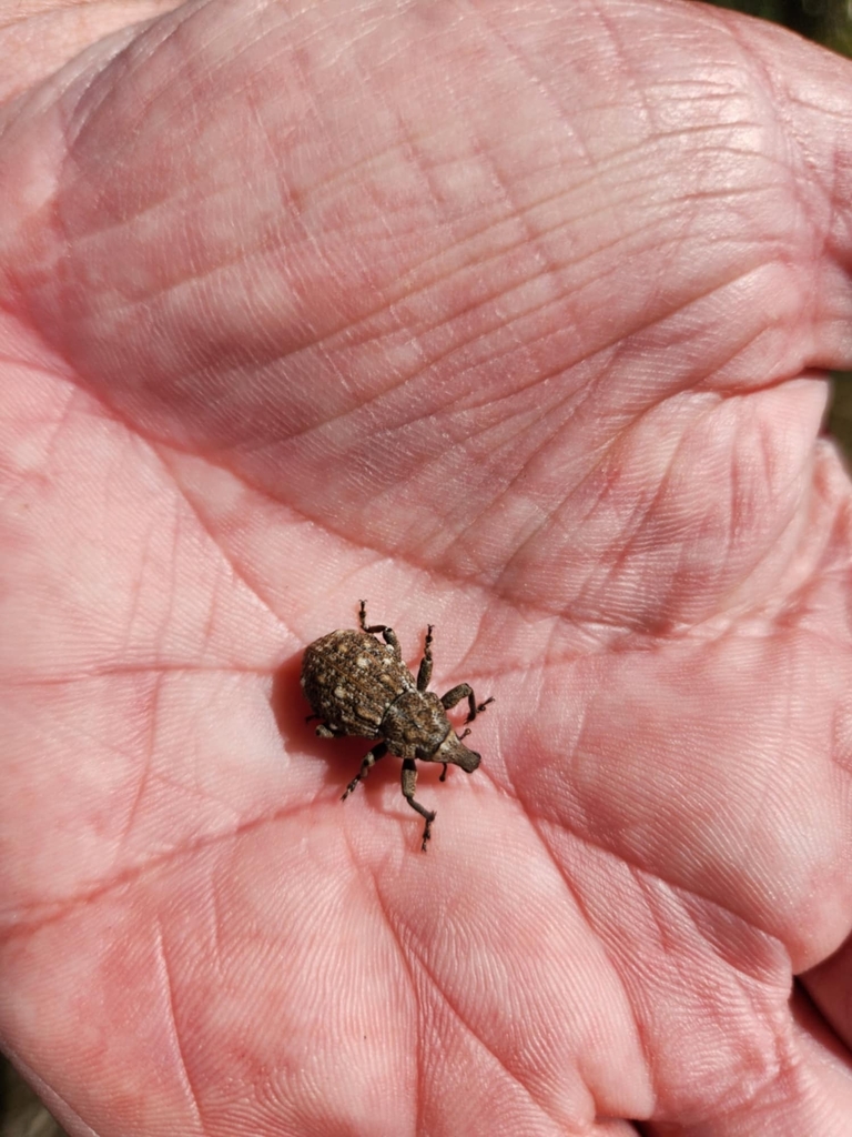 True Weevils in November 2024 by John Evans. Found on a Aciphylla plant ...