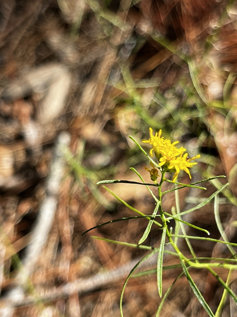 slender goldentop from Sebring, FL, US on November 24, 2024 at 01:28 PM ...