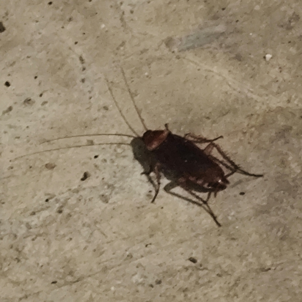 American Cockroach from Alcalde Díaz, Provincia de Panamá, Panamá on ...