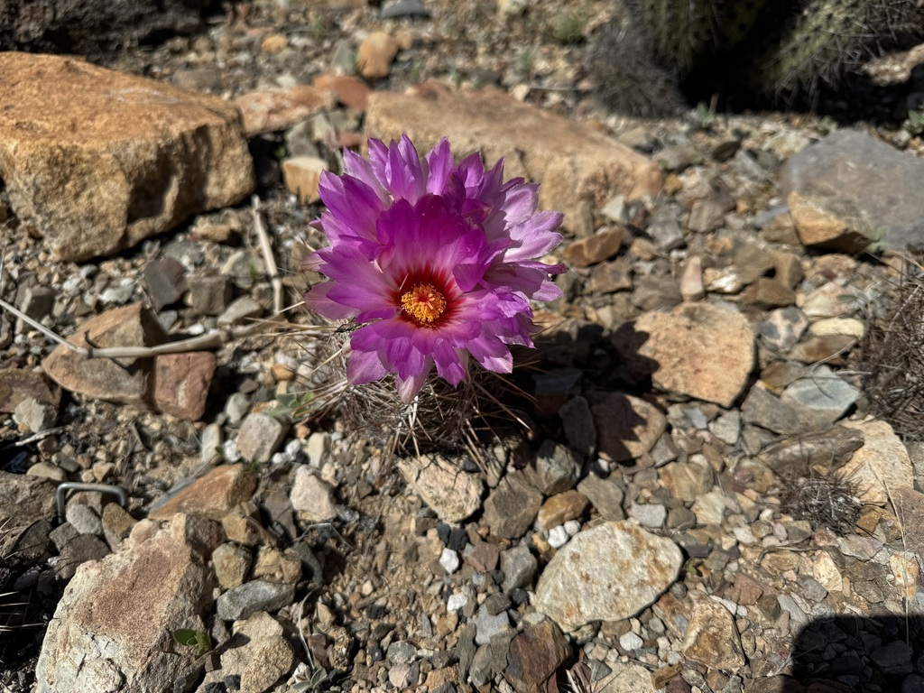 Glory of Texas from Pima County, AZ, USA on March 21, 2024 at 02:08 PM ...