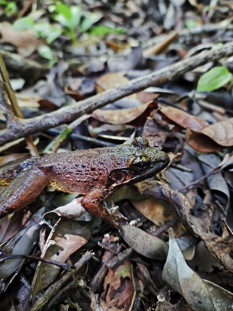 Lesser Swamp Frog in November 2024 by ardianchibur · iNaturalist