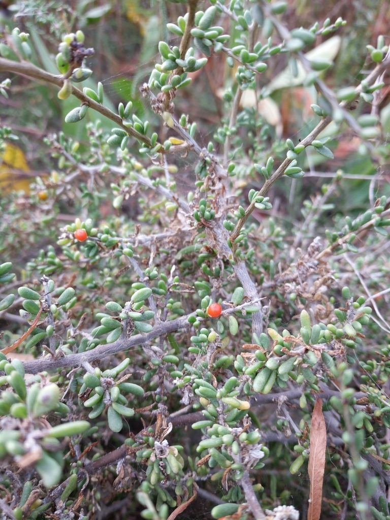 California boxthorn from Long Beach, CA 90814, USA on July 17, 2019 at ...