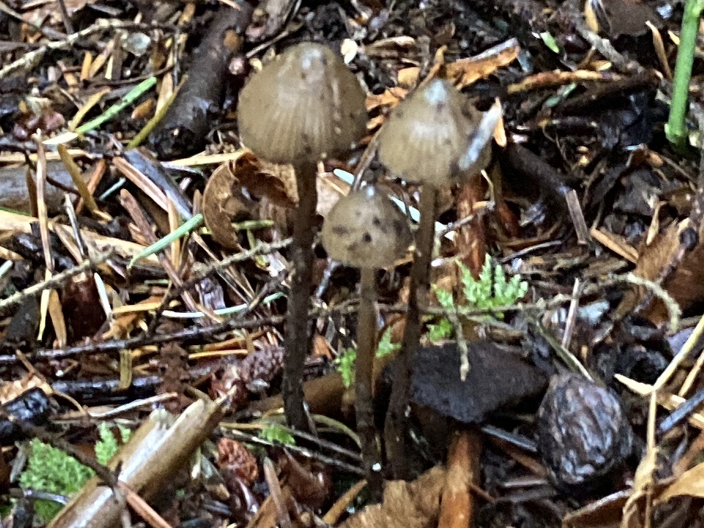 Psilocybe pelliculosa from Baden Powell Tr, North Vancouver, BC, CA on ...