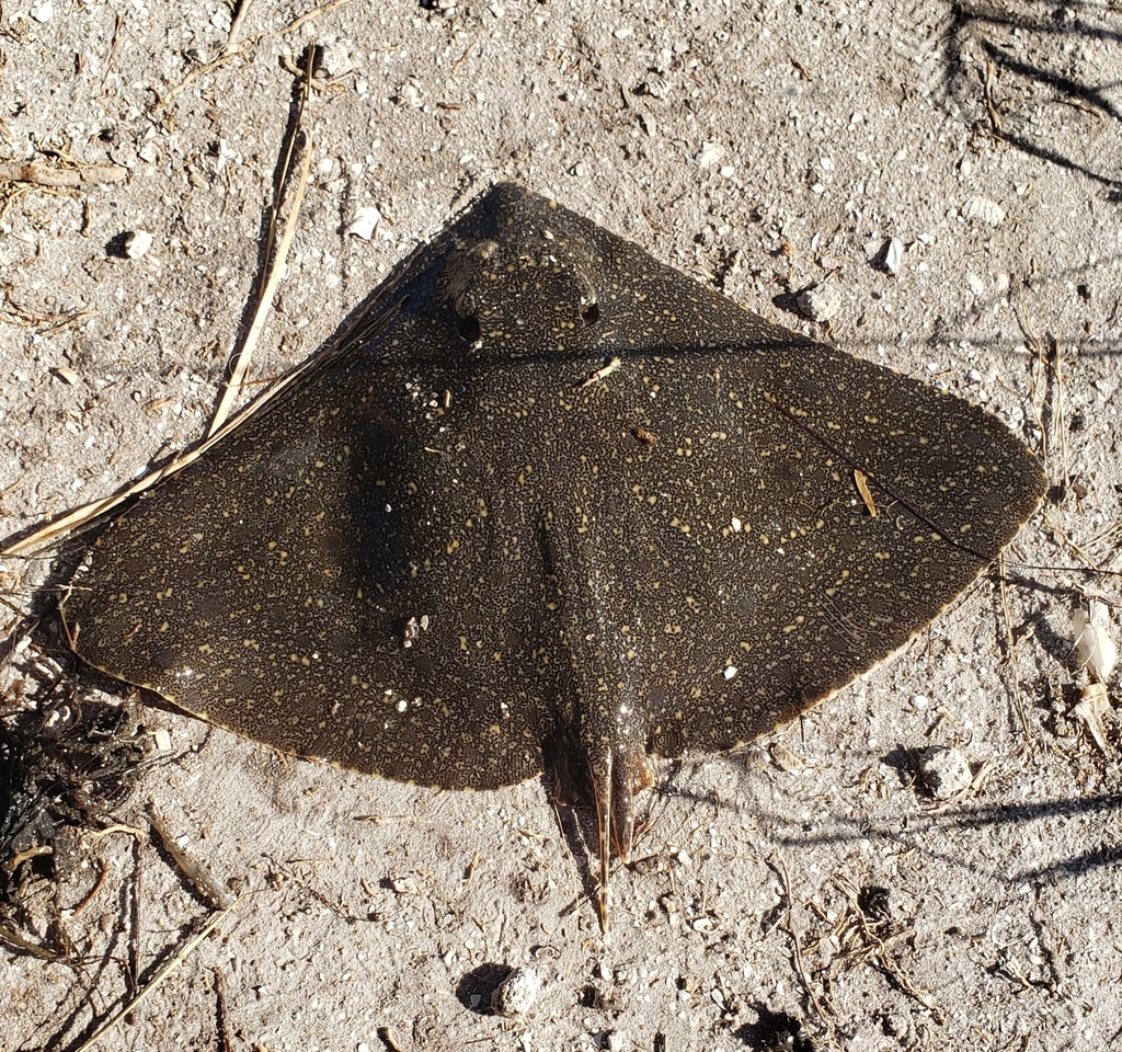 Lessa's Butterfly Ray from Brevard County, FL, USA on November 24, 2024 ...