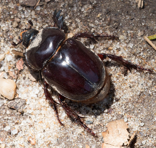 Ox Beetles (Genus Strategus) · iNaturalist