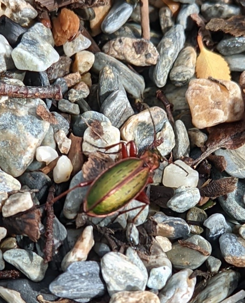 Chilean Magnificent Beetle from Ushuaia, Tierra del Fuego, Argentina on ...