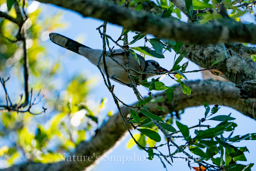 Blue Jay from Largo, FL, USA on November 23, 2024 at 10:19 AM by Nick ...