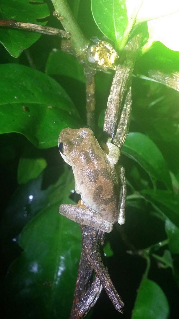 Drab Tree Frog from Puntarenas, CR-PU, CR on July 17, 2019 at 08:01 PM by nlasala · iNaturalist