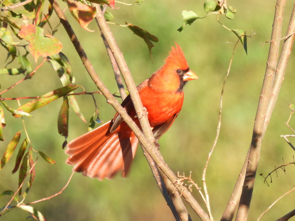 Northern Cardinal from 209 Ellis Rd, Opp, AL 36467, USA on November 24 ...