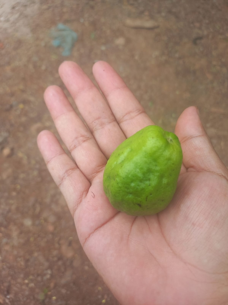 Polynesian chestnut from 63722 El Capomo, Nay., México by MARIA ...