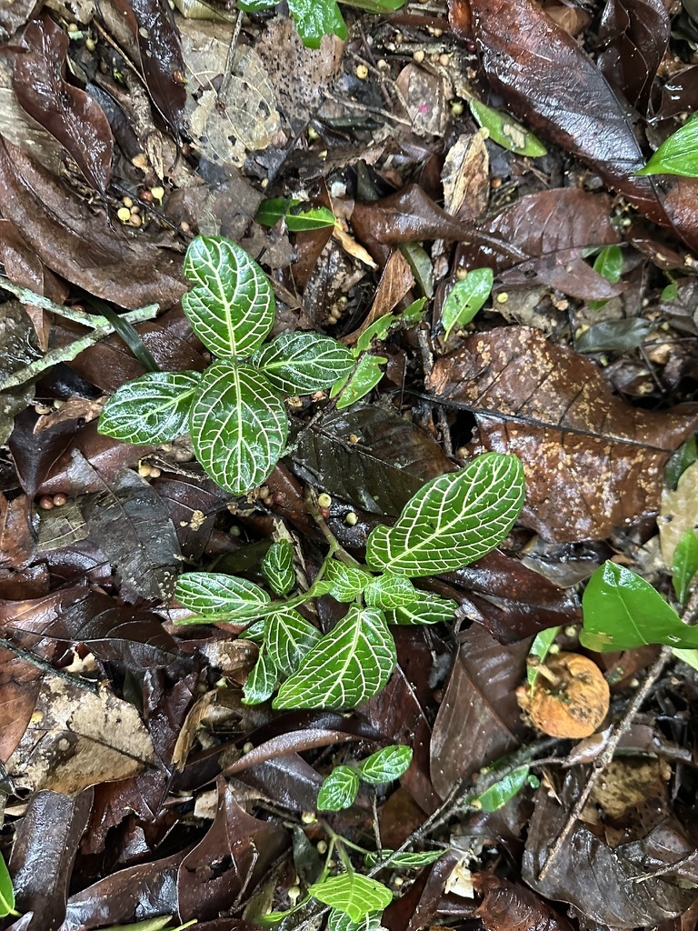 Nerve Plant from Manú Province, Peru on February 13, 2024 at 03:26 PM ...