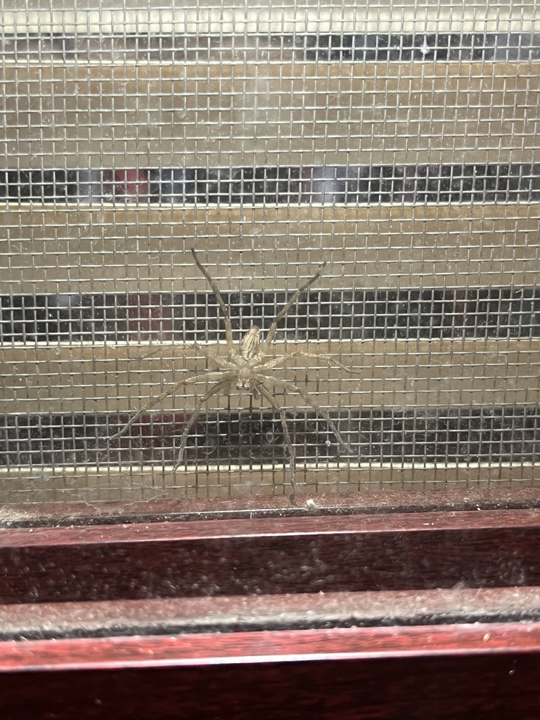 Pantropical Huntsman Spider from Veraguas, PA on November 24, 2024 at ...