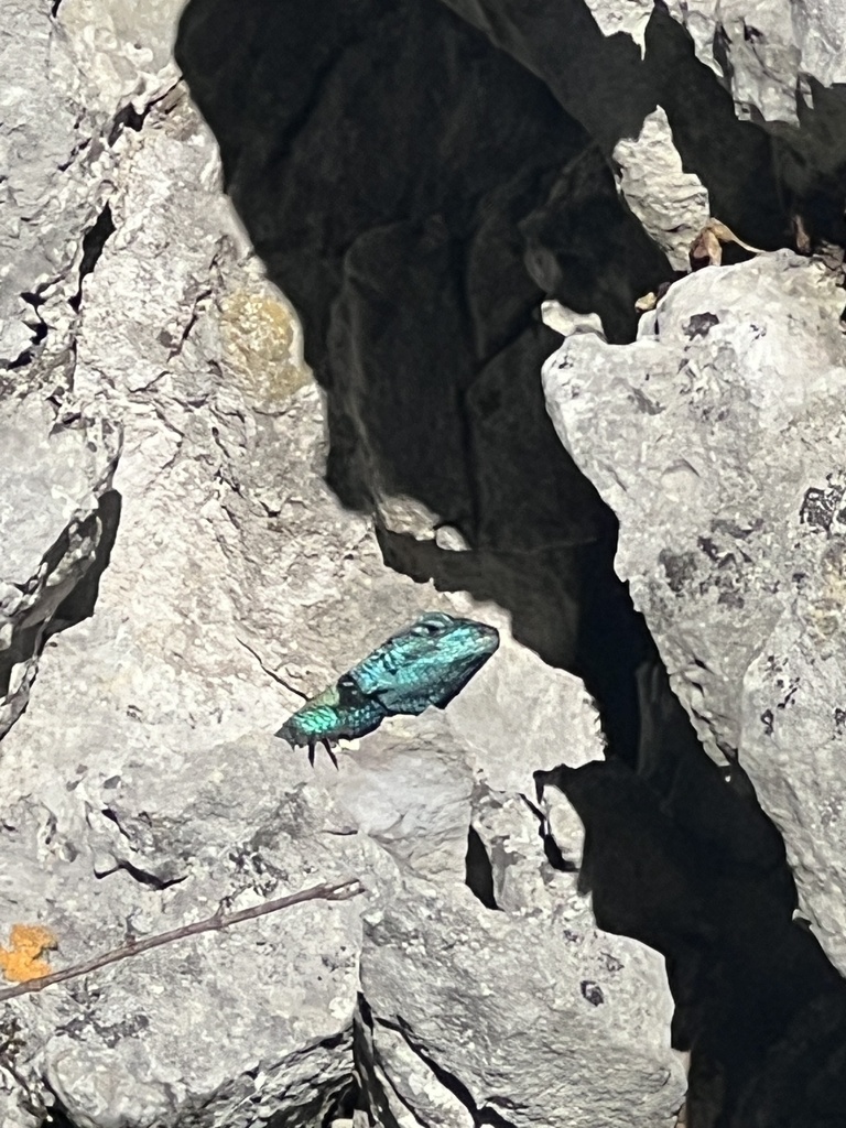 Minor Lizard from Parque Nacional Cumbres de Monterrey, Santiago, N.L ...