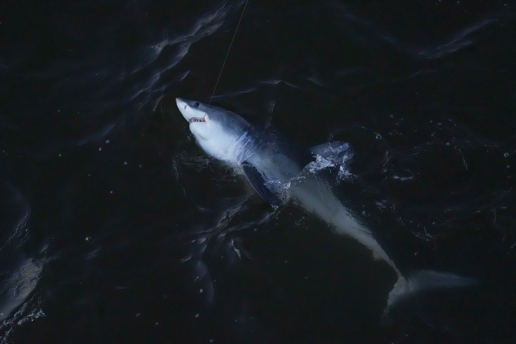 Great White Shark in November 2024 by Hongji Jiang. Someone fishing on ...