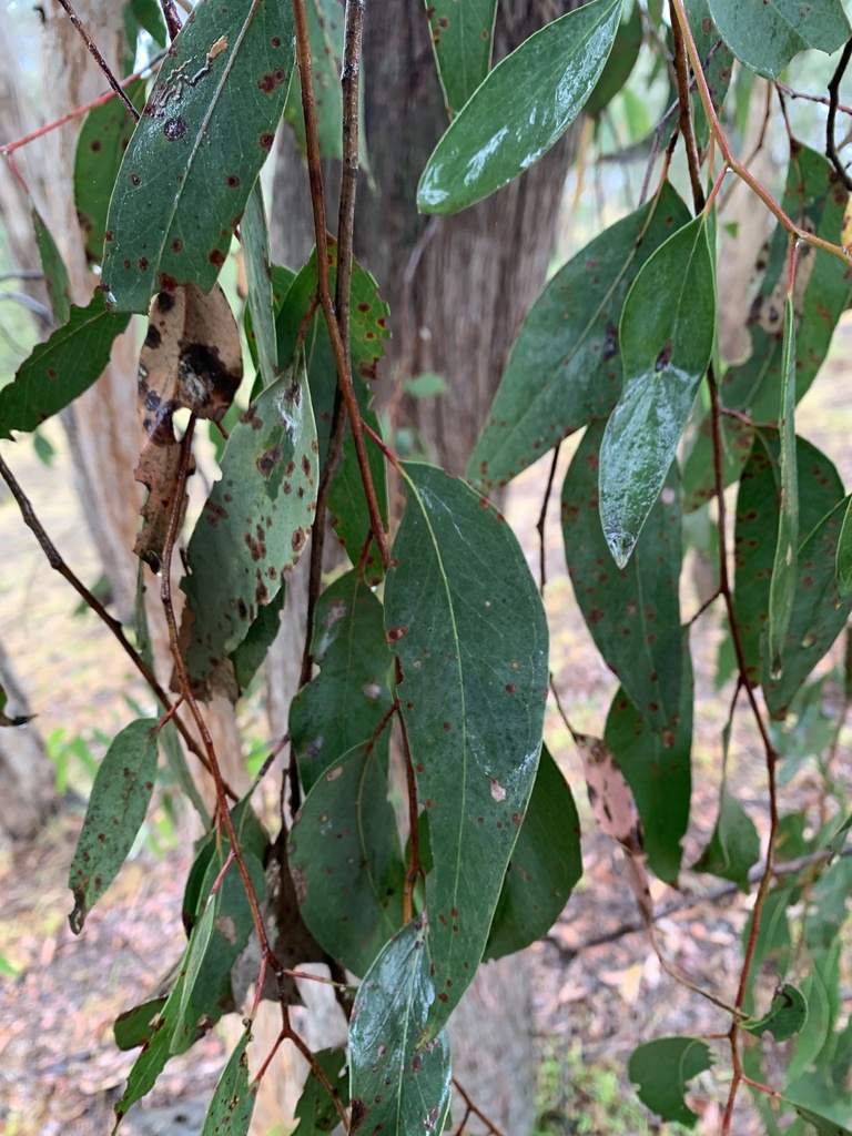 Red Stringybark from Plenty Gorge Park, Doreen, VIC, AU on November 25 ...