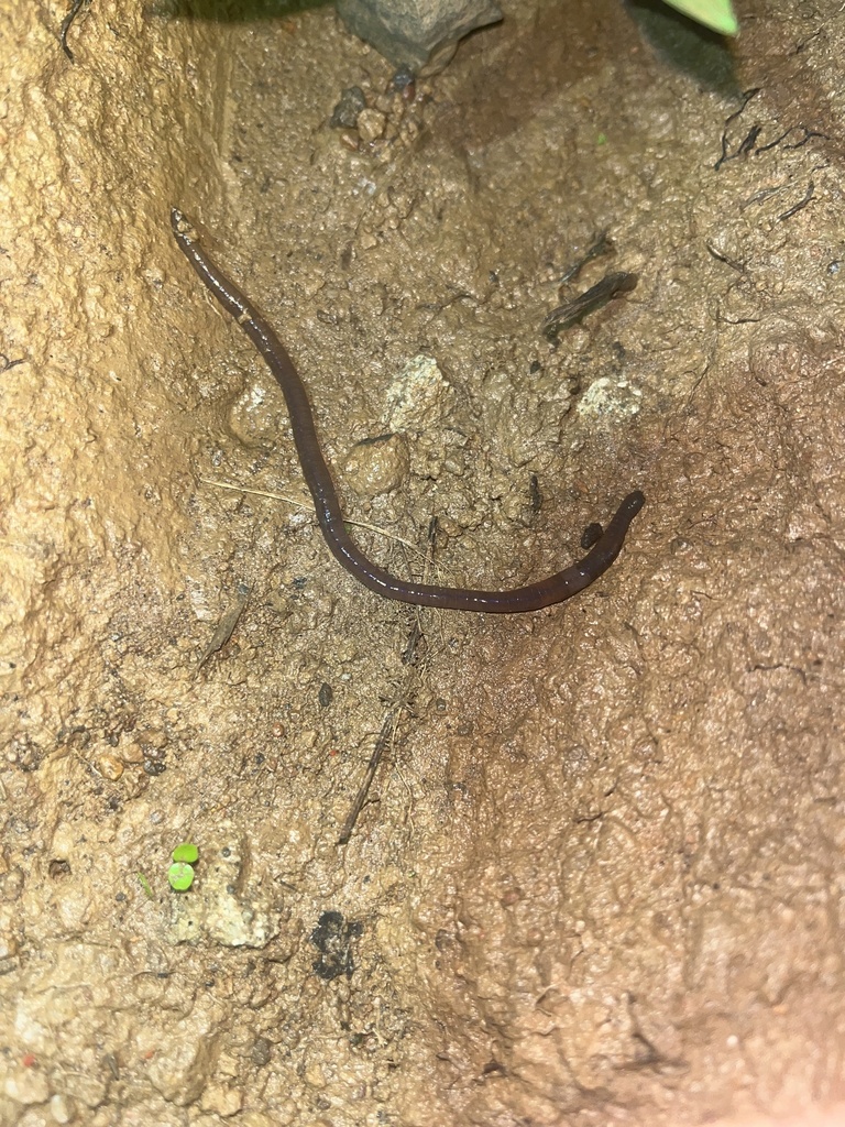 Segmented Worms from Veraguas, PA on November 24, 2024 at 11:32 PM by ...