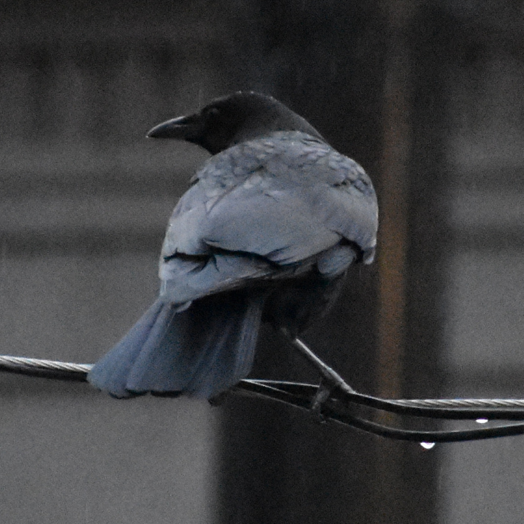 American Crow from Southwest Portland, Portland, OR, USA on November 24 ...
