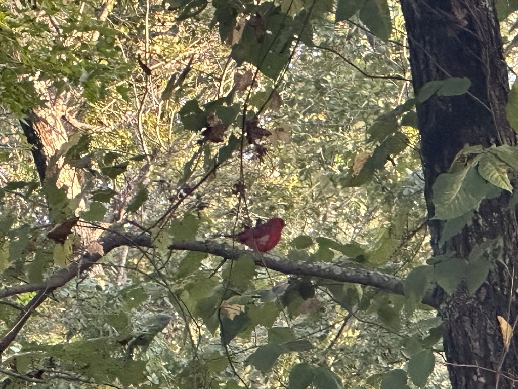 Northern Cardinal from Canton, TX 75103, USA on September 20, 2024 at ...