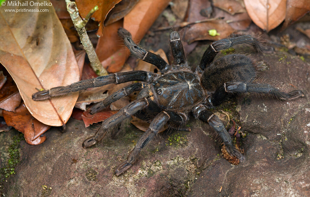 Southeast Asian Tarantulas from Vientiane Province, Laos on May 16 ...