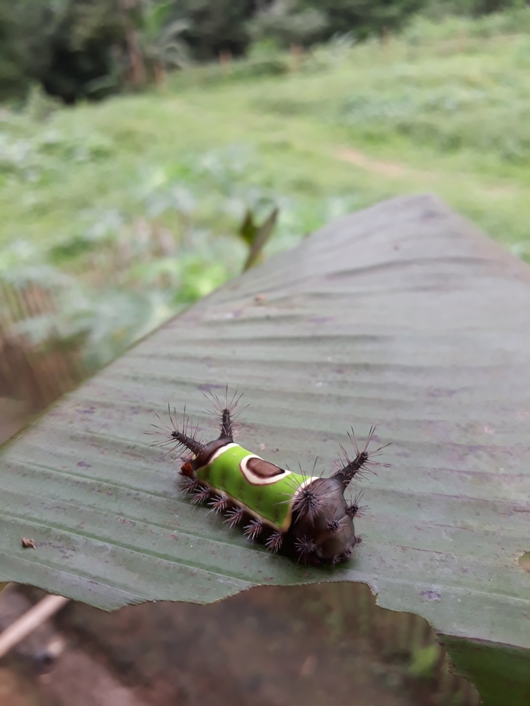 Acharia hyperoche from Pedernales, Ecuador on December 4, 2020 at 11:59 ...