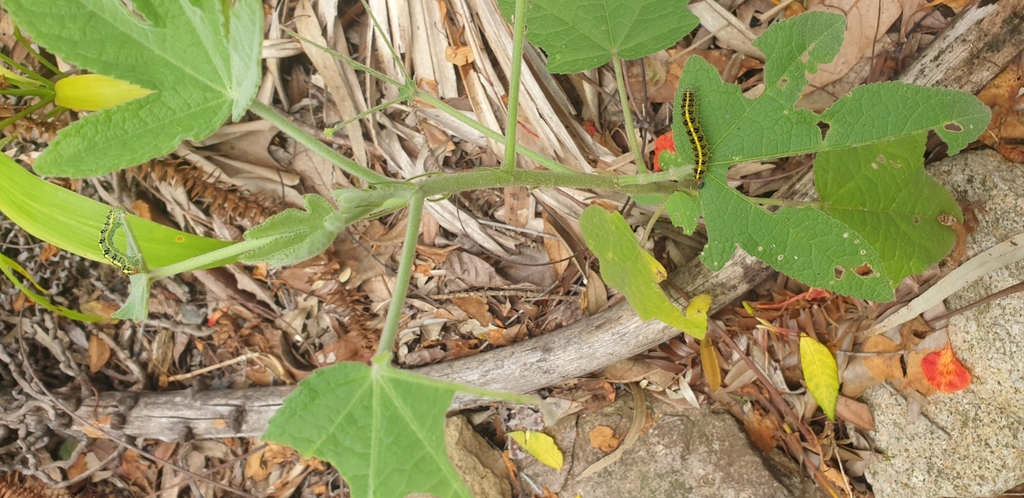 Transverse moth from Stanley Tce at Gower Street, stop 23, Taringa QLD ...