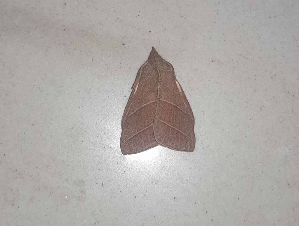 Arguda from 58MV+CM5, Kamrang, Sikkim 737126, India on November 25 ...