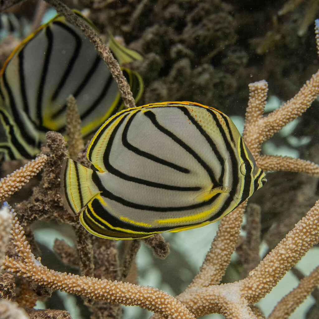 Meyer's Butterflyfish from Kaafu, Malediven on November 25, 2024 at 06: ...
