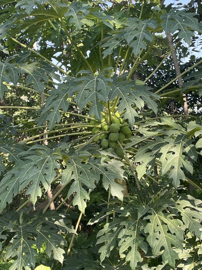 Papaya from Fluvial Vallarta, Puerto Vallarta, Jal., MX on November 23 ...