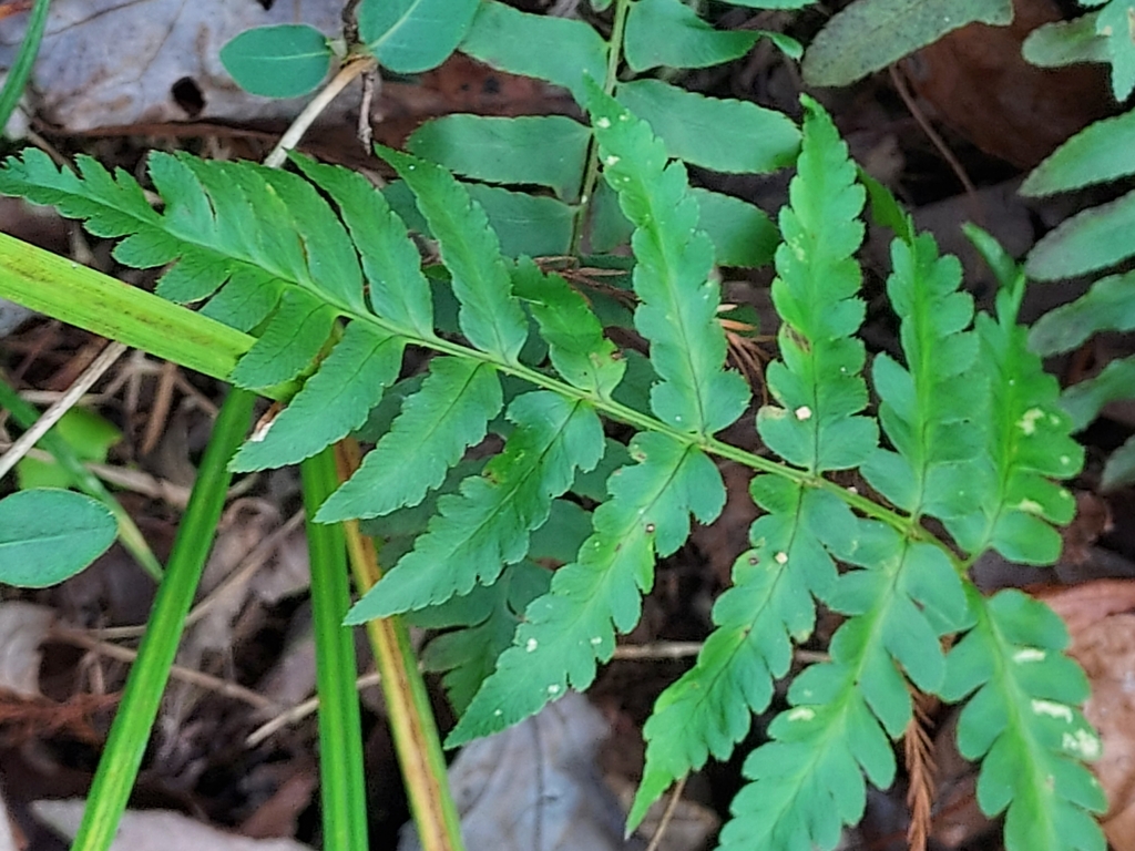 log fern from Church View, VA 23032, USA on November 23, 2024 at 03:00 ...