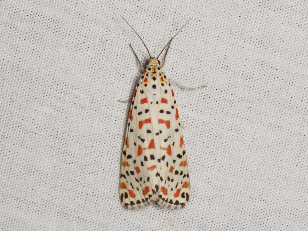 Crimson-speckled Flunkey from Mole National Park, Northern, Ghana on ...