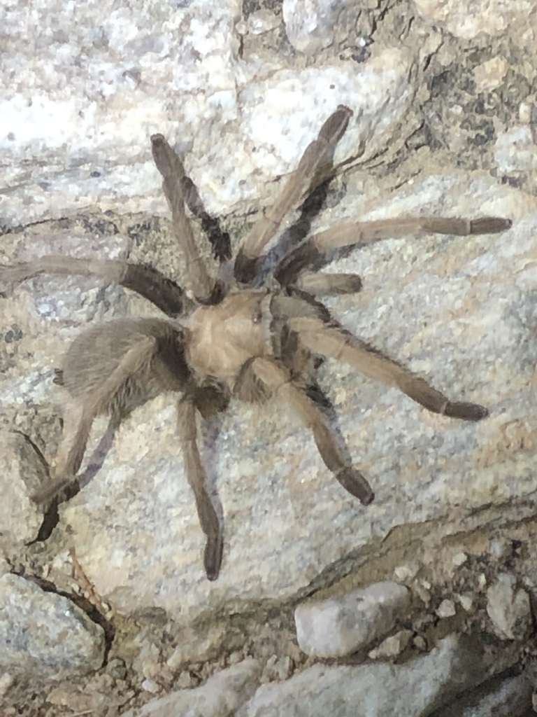 Desert Blonde Tarantula from 85356, Wellton, AZ, US on July 17, 2019 at ...
