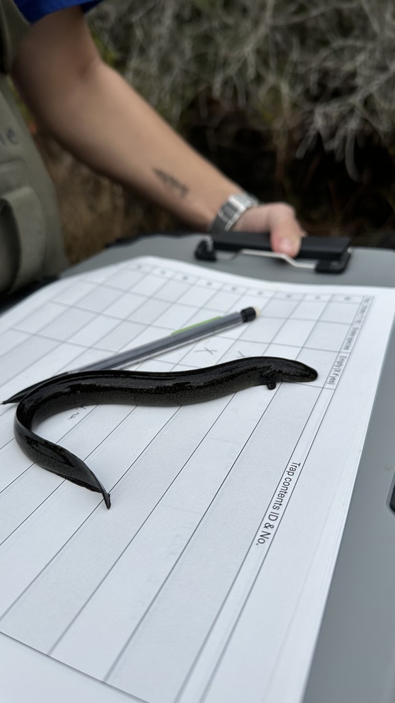 Greater Siren from University of Central Florida, Orlando, FL, US on ...