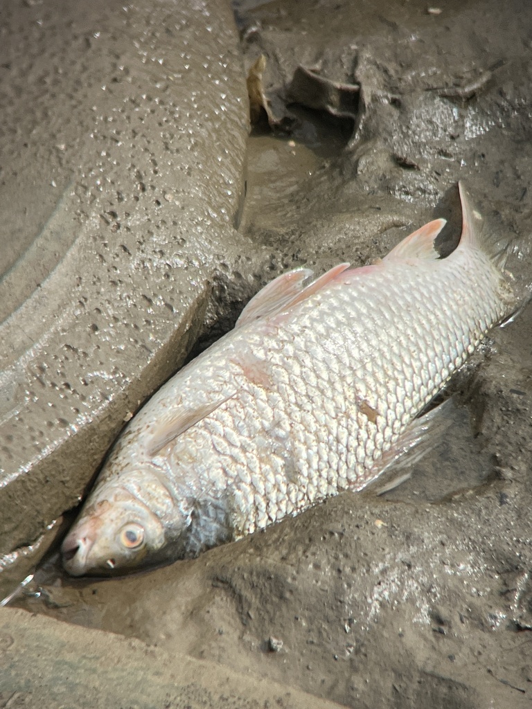 Mud Carp from 雙魚河, 上水, 新界, HK on November 24, 2024 at 10:24 AM by ...
