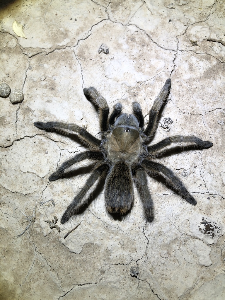 Chiricahuan Gray Tarantula from 88020, Animas, NM, US on July 17, 2019 ...