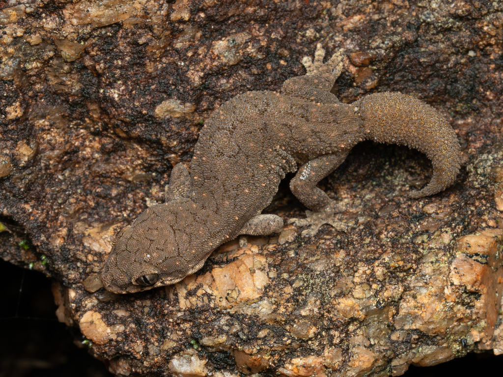 Reticulate Leaf-toed Gecko in November 2024 by Jake Smith · iNaturalist