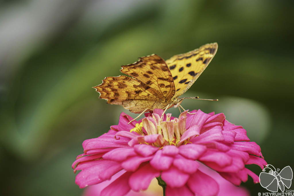 Asian Comma in September 2024 by Miyrumiyru. Orange comma · iNaturalist
