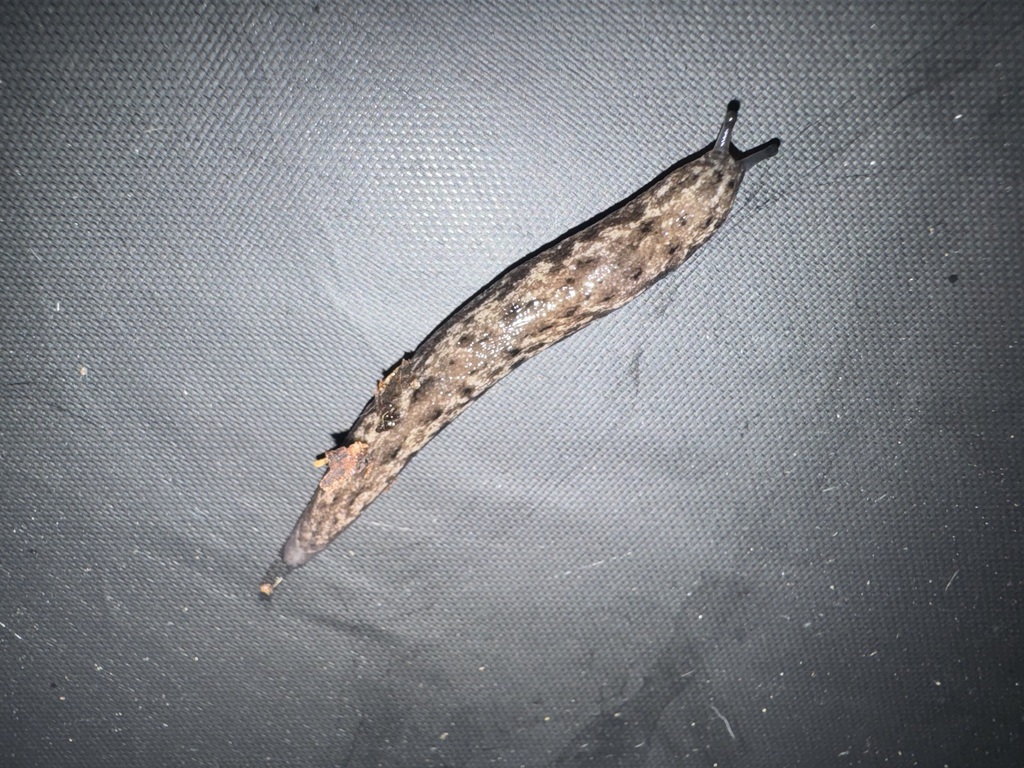 Changeable Mantleslug from Clarion County, PA, USA on November 06, 2024 ...