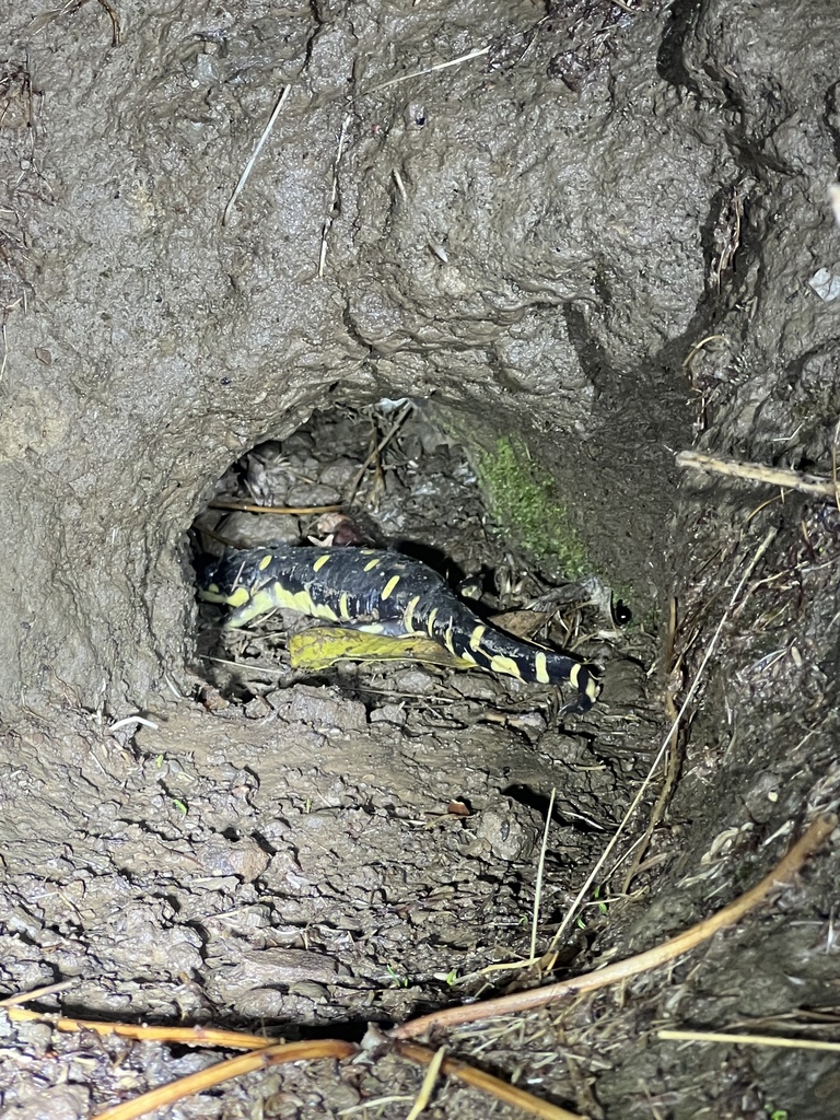 California Tiger Salamander in November 2024 by jokull · iNaturalist