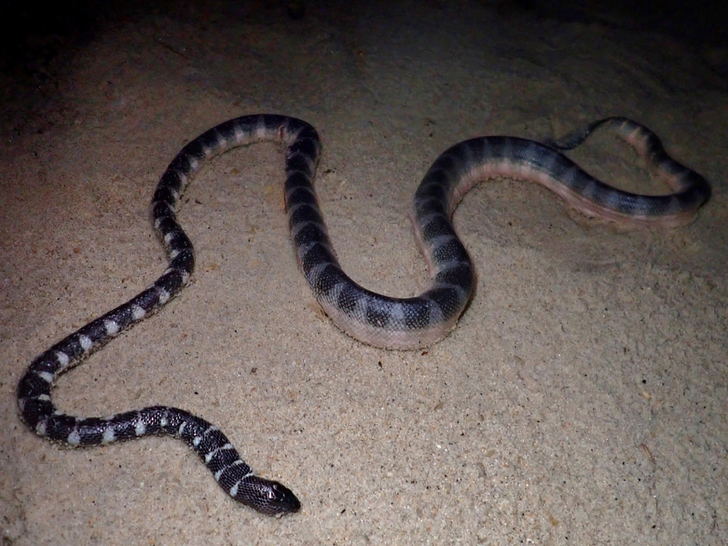 Striped Sea Snake from Opposite Pangsapuri Mahligai Baiduri,Jalan Teluk ...