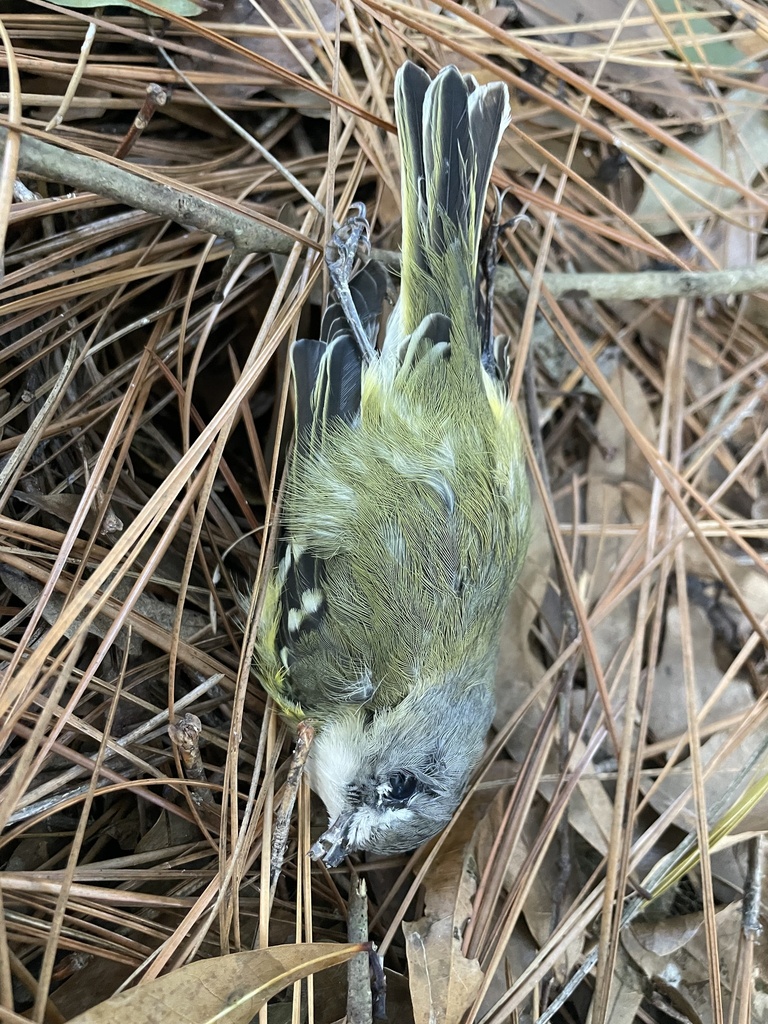 Blue-headed Vireo from Joe Barbato Dr, Mobile, AL, US on November 25 ...