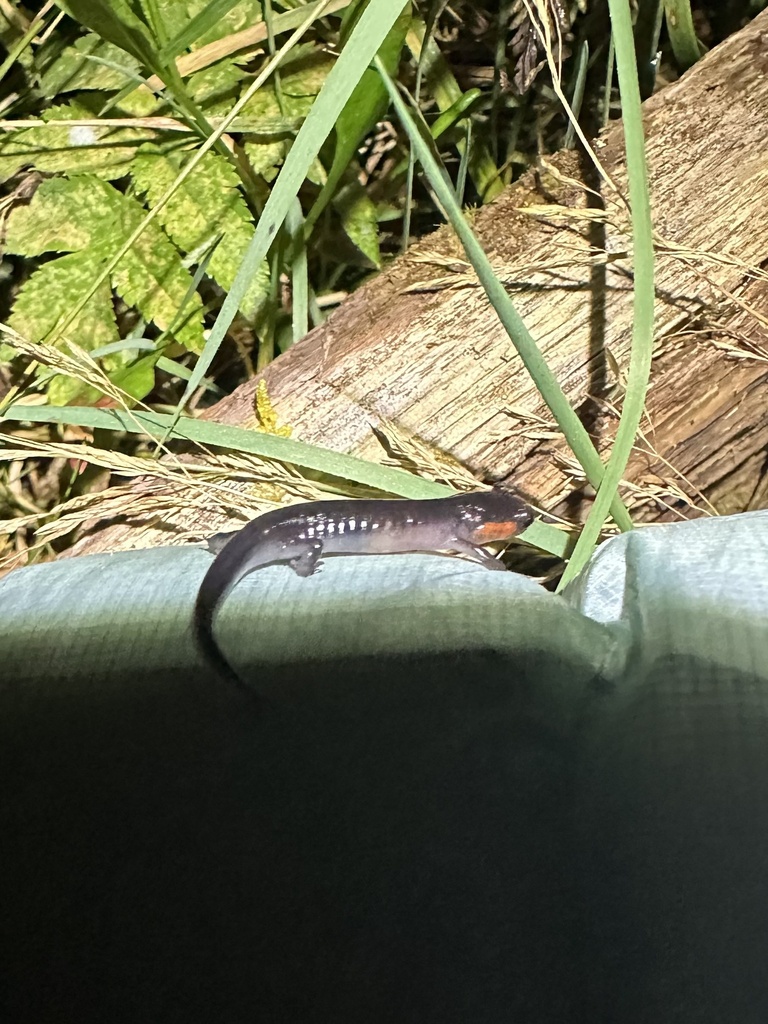 Red-cheeked Salamander in September 2023 by Kacey Russo · iNaturalist