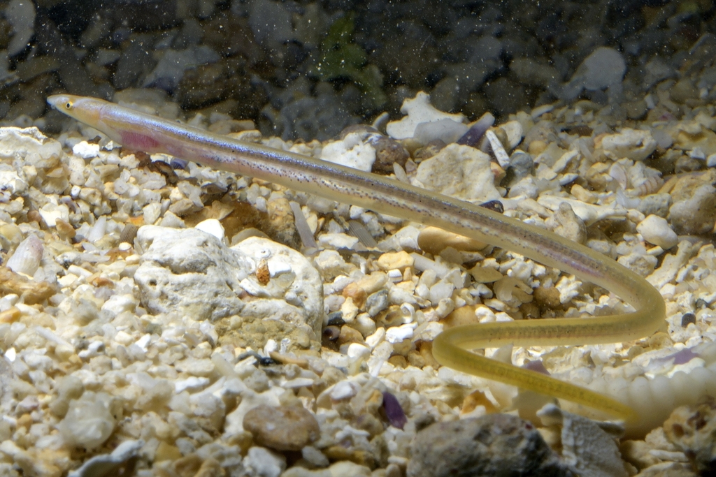 Indo-Pacific slender worm-eel from Windward Islands, French Polynesia ...