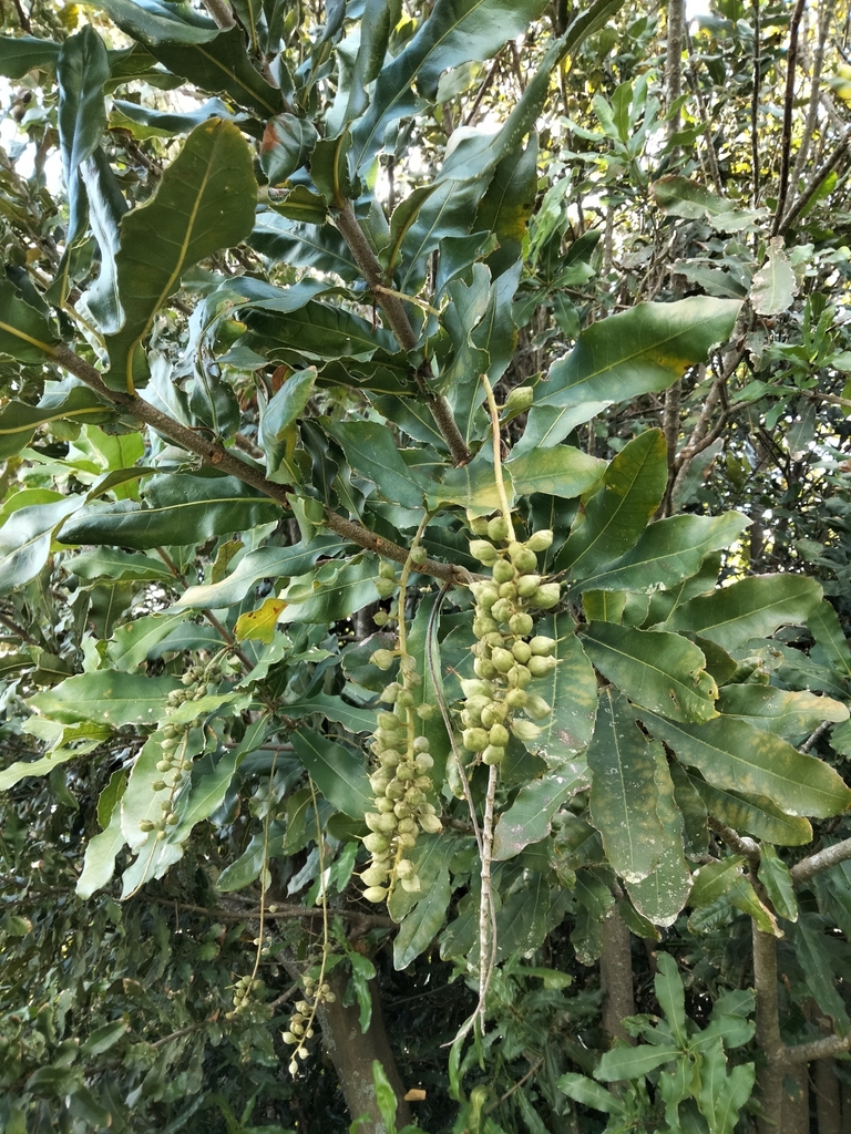 Macadamia Tree from Silverdale, New Zealand on November 26, 2024 at 10: ...