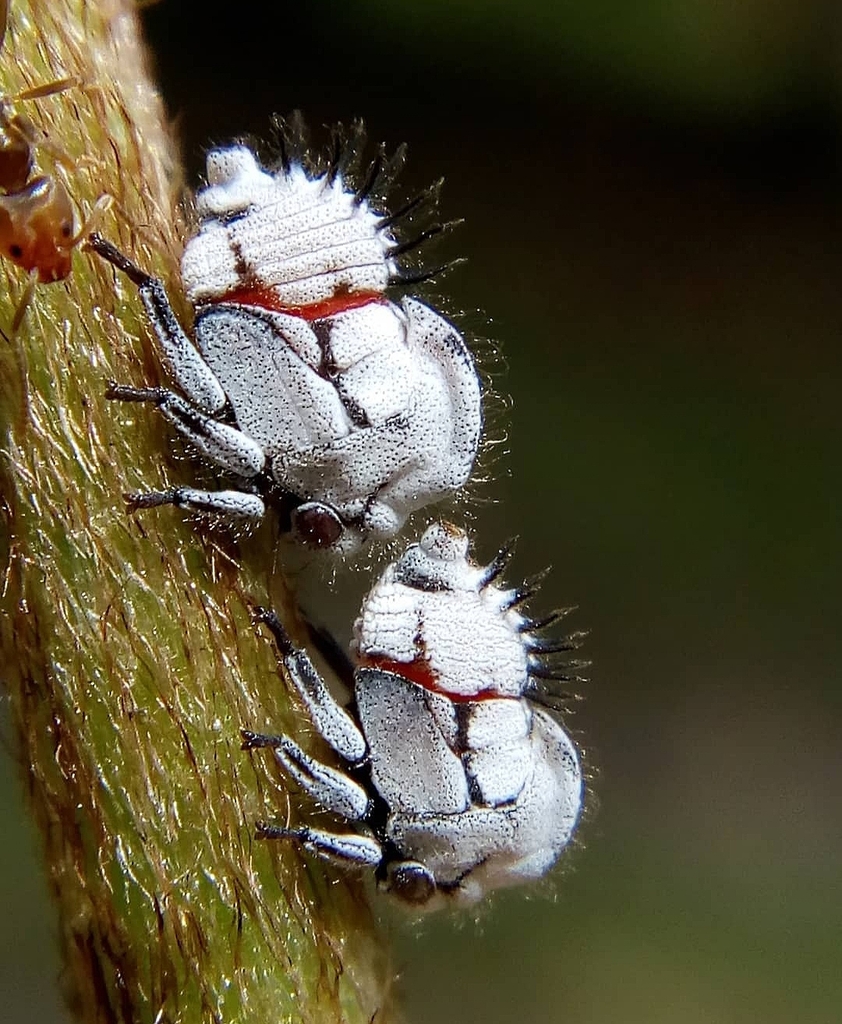 Mexican Treehopper from R2FX+688, Provincia de Puntarenas, San Vito ...
