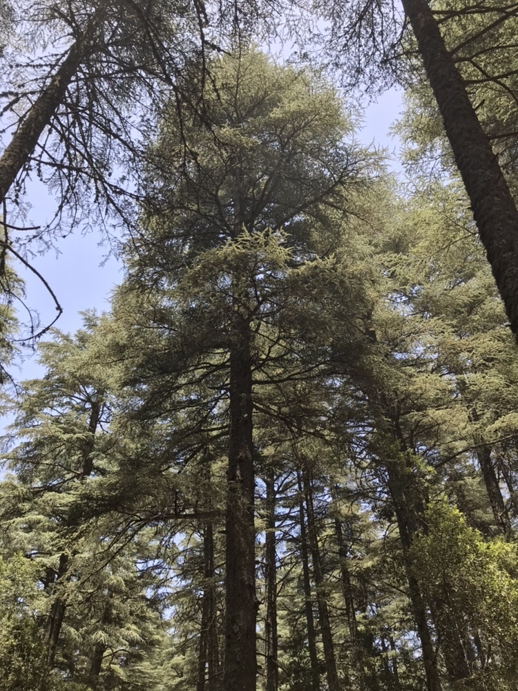Atlas cedar from Ifrane, MA-MT, MA on July 17, 2019 at 01:55 PM by ...