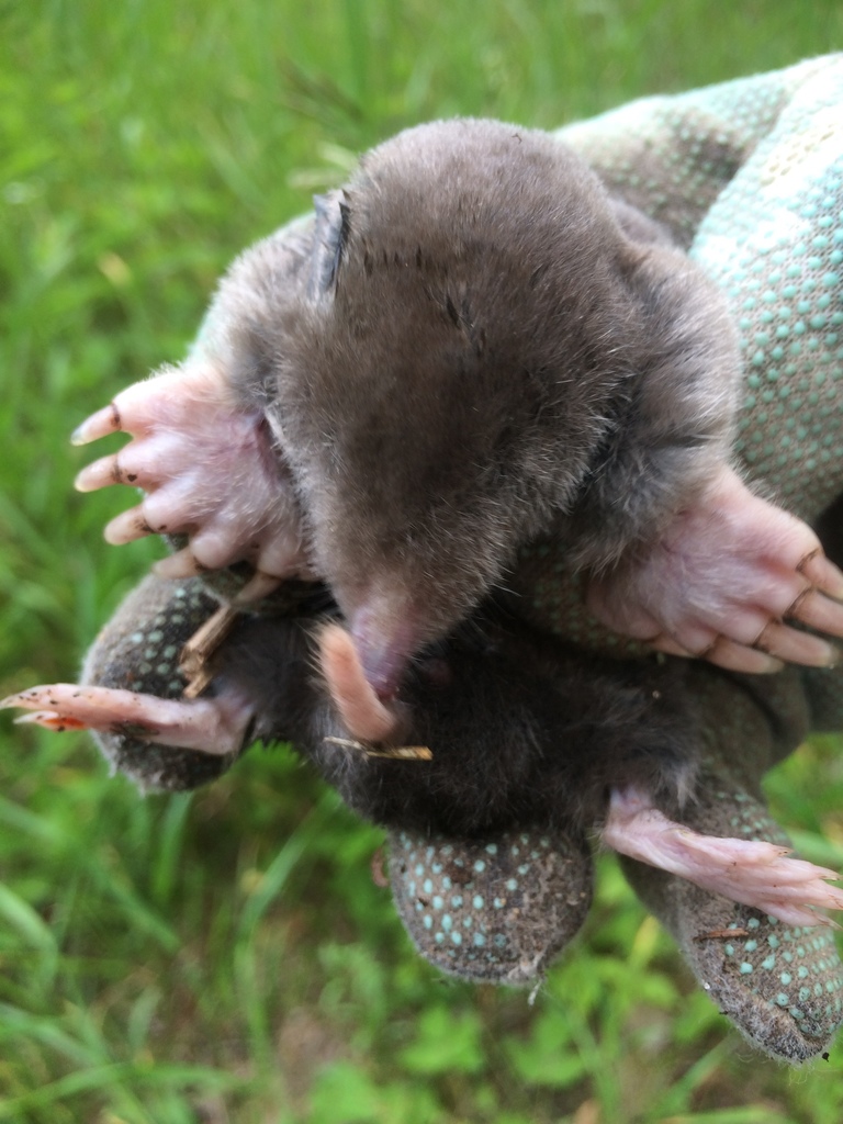 Eastern Mole from Emmet County, US-MI, US on July 16, 2019 at 06:19 PM ...
