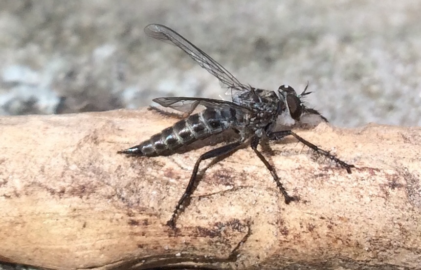 Rhadiurgus variabilis from Fontainebleau Forest, Noisy-sur-École, Île ...